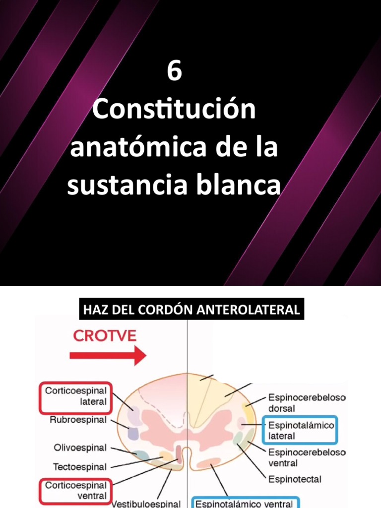 Cordón Anterolateral | PDF
