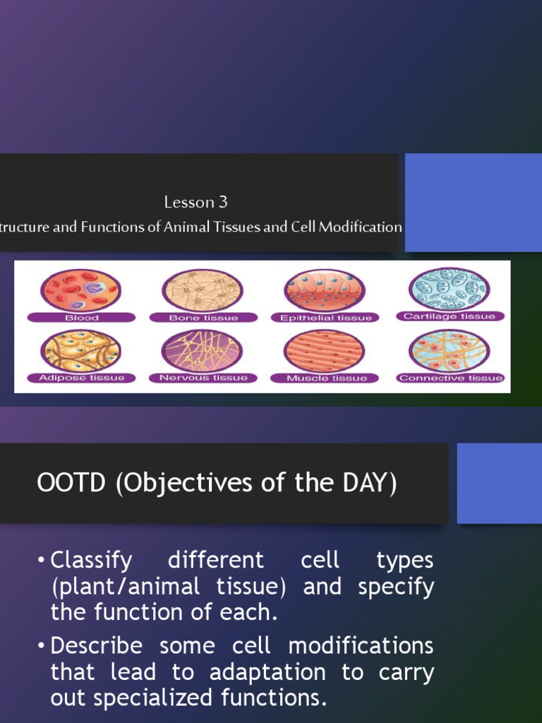 Structure of Animal Tissue g12 BIO | PDF | Epithelium | Tissue (Biology)