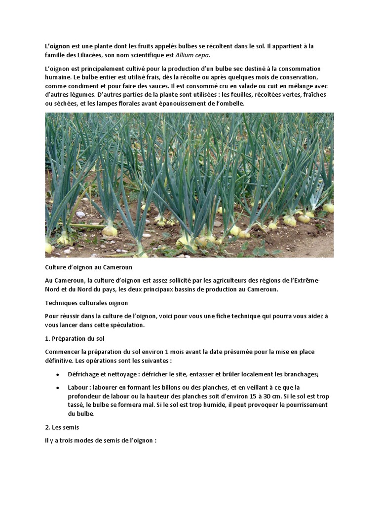 Fiche Technique Oignon | PDF