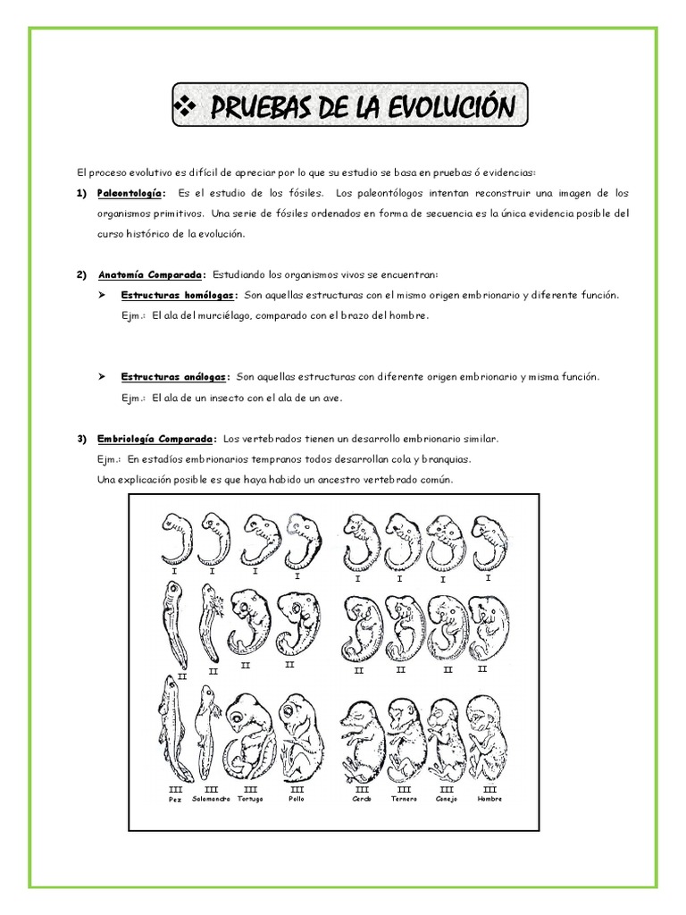 Pruebas Embriológicas de la Evolución | PDF | Ciencias sociales