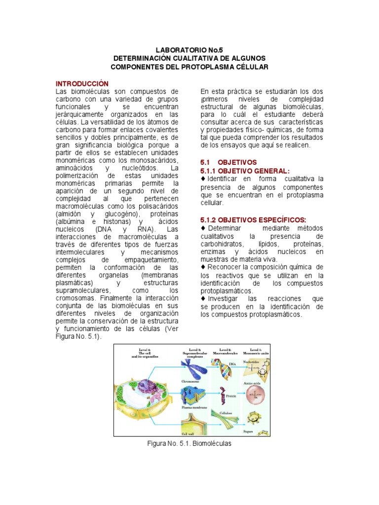 Componentes del Protoplasma Celular | PDF | Macromoléculas | Biomoléculas