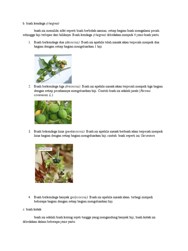 Buah 2 | PDF