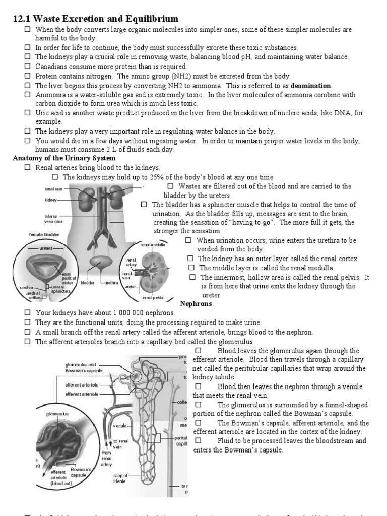 12.1 Waste Excretion and Equilibrium: Anatomy of The Urinary System ...