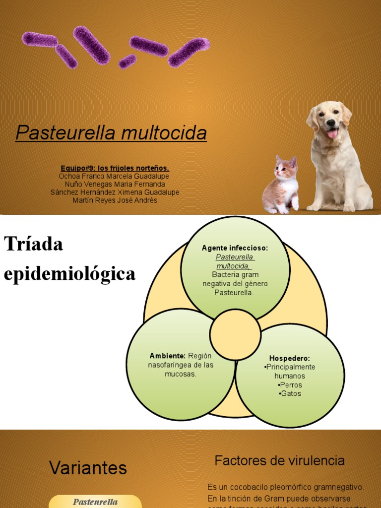 Pasteurella-Multocida Triadas | PDF | Las bacterias | Especialidades ...