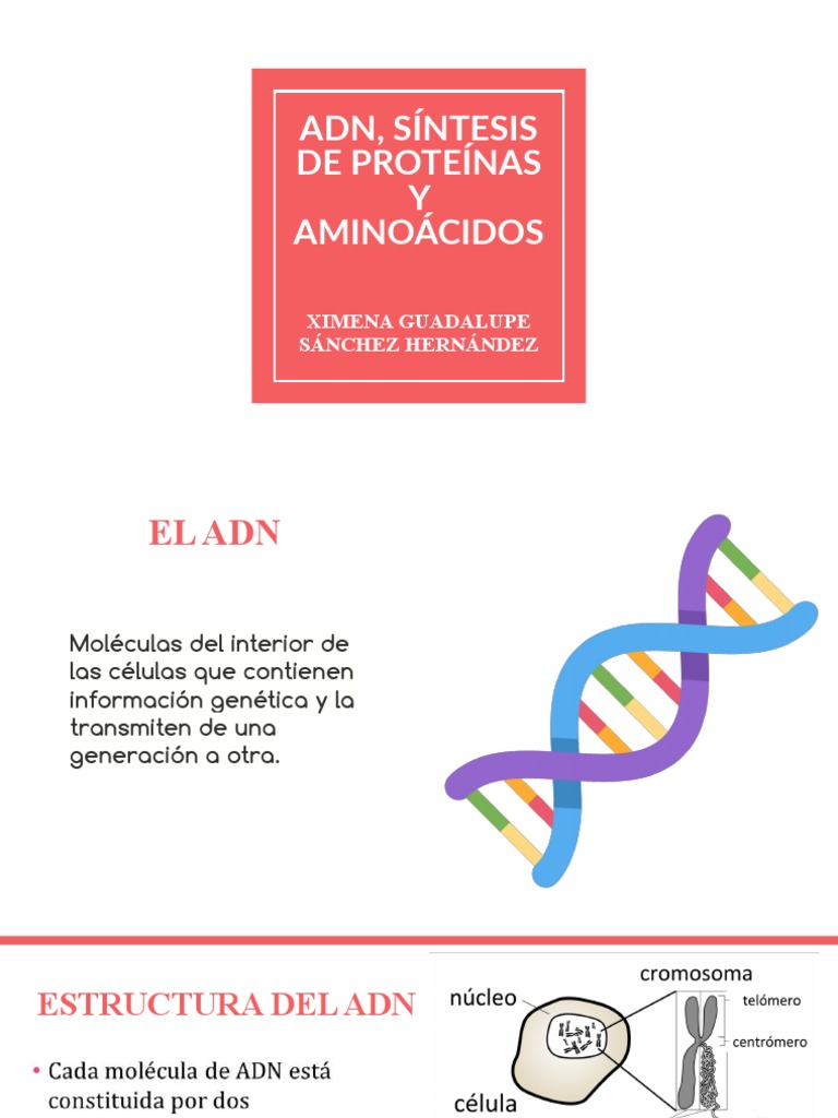 Presentación Sin Título | PDF | Rna | Adn