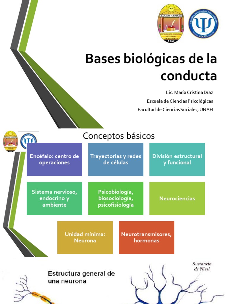 2-Bases Biológicas de La Conducta | PDF | Neurona | Sinapsis
