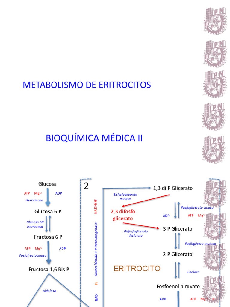 6 Metabolismo de Eritrocitos | PDF | Quinasa | Procesos celulares