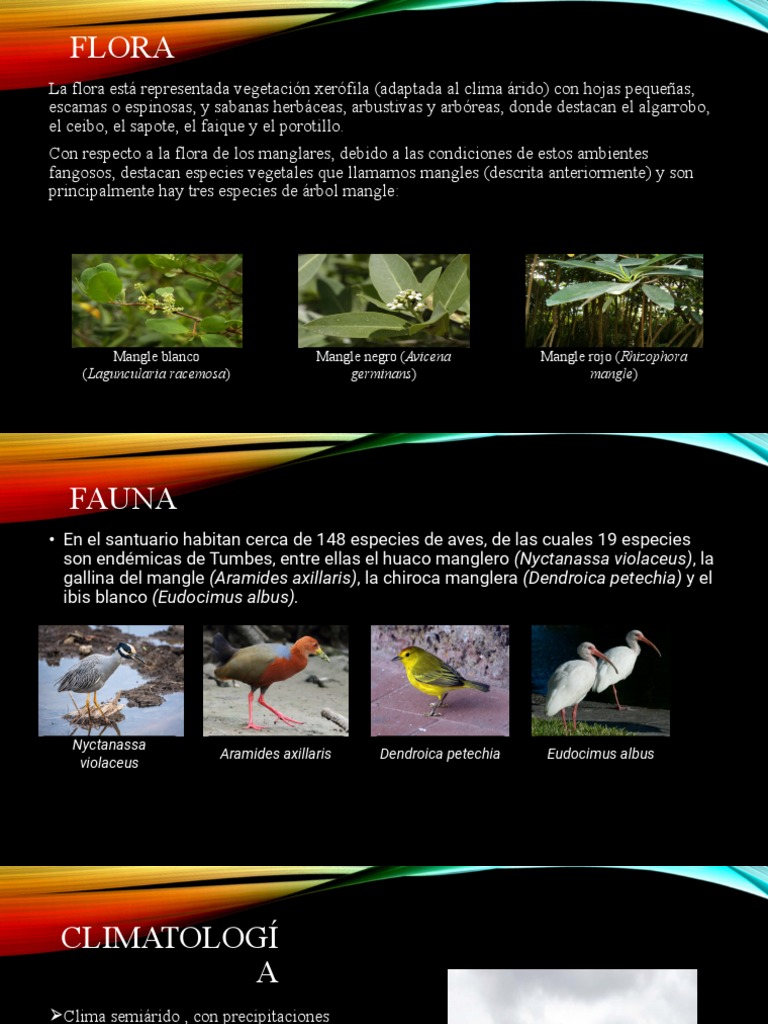 Flora: Mangle Blanco (Laguncularia Racemosa) Mangle Negro (Avicena ...