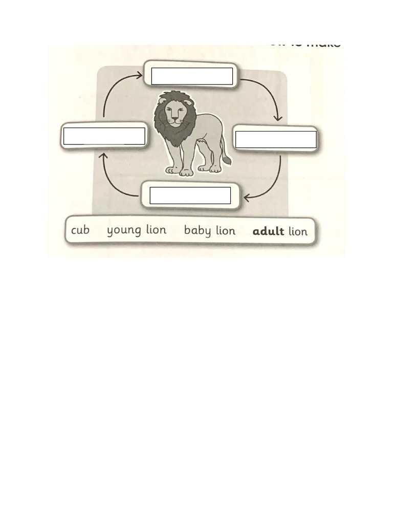 Animal Life Cycle Worksheet | PDF