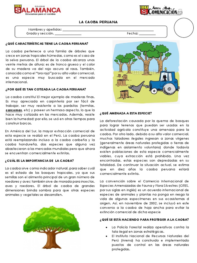 La Caoba | PDF | Deforestación | Perú