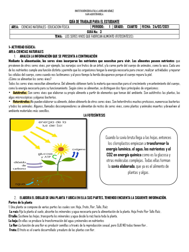 Seres Vivos: Autótrofos y Heterótrofos | PDF