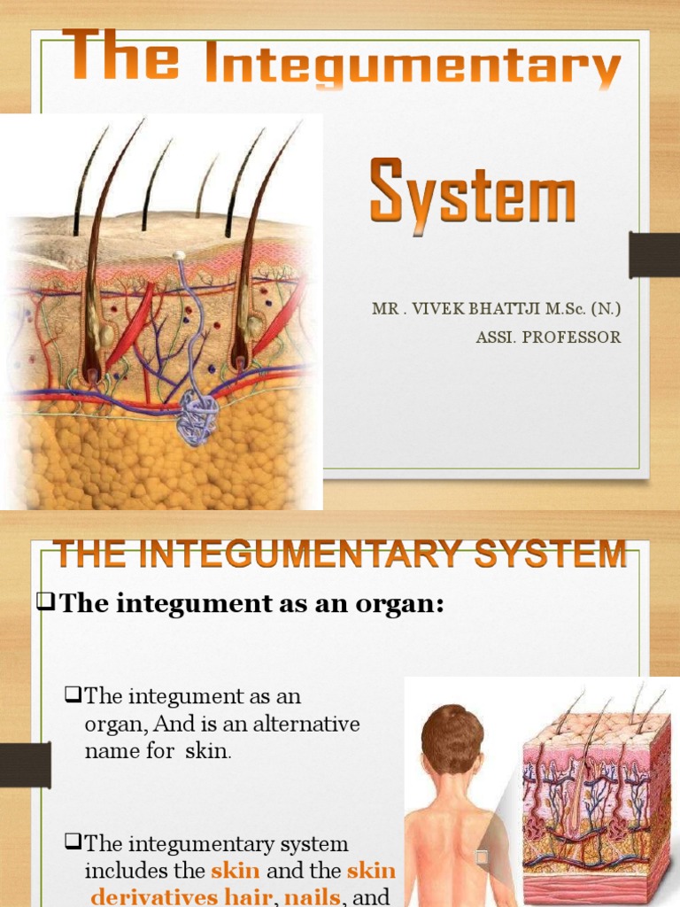 The Integumentary System | PDF | Integumentary System | Skin