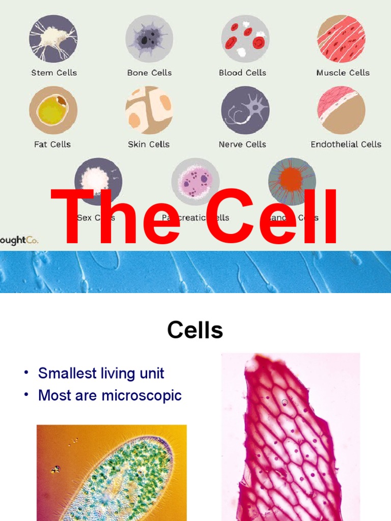 Understanding Cell Structure and Function | PDF | Cell (Biology) | Cell ...
