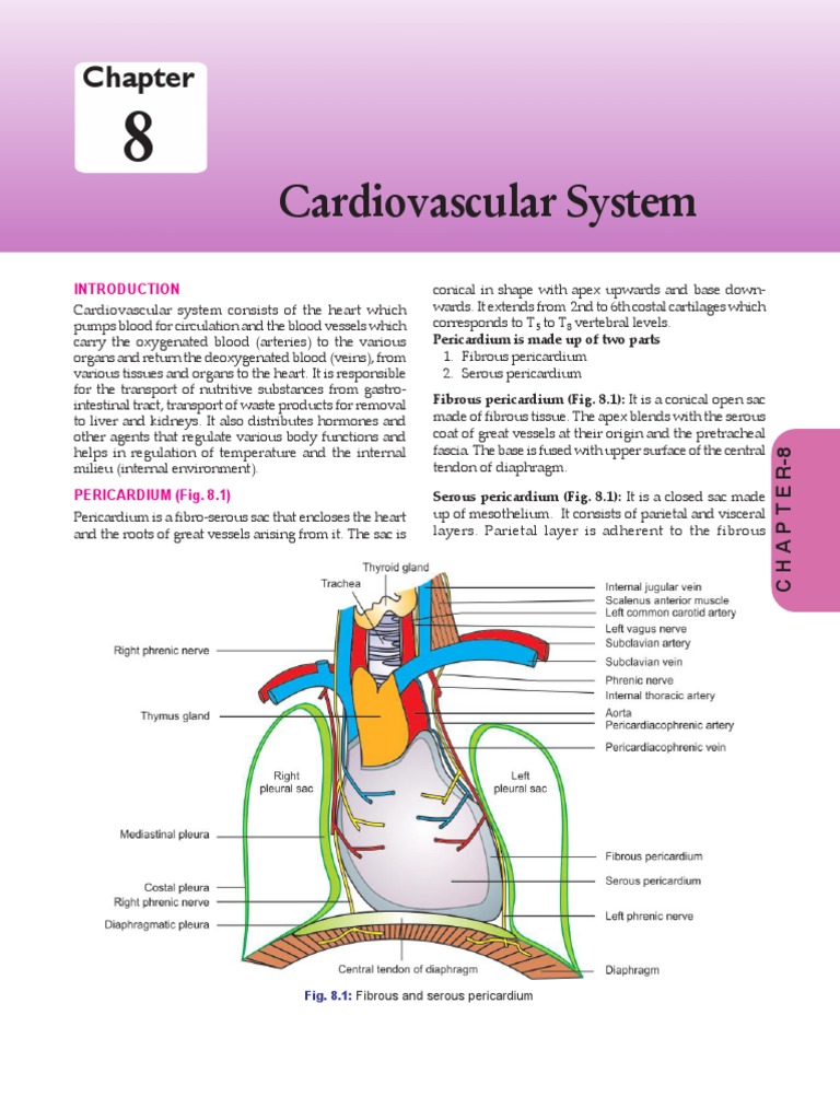 Cardiovascular System | PDF | Science & Mathematics