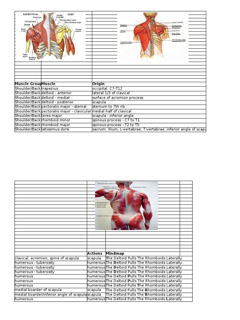 Muscle Groups and Actions Mindmap | PDF | Primate Anatomy | Human Anatomy