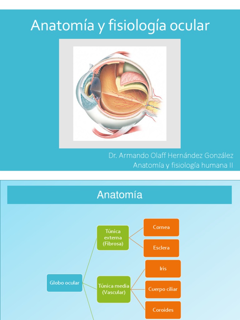 Anatomia Del Ojo Pdf Ojo Humano Percepción Visual