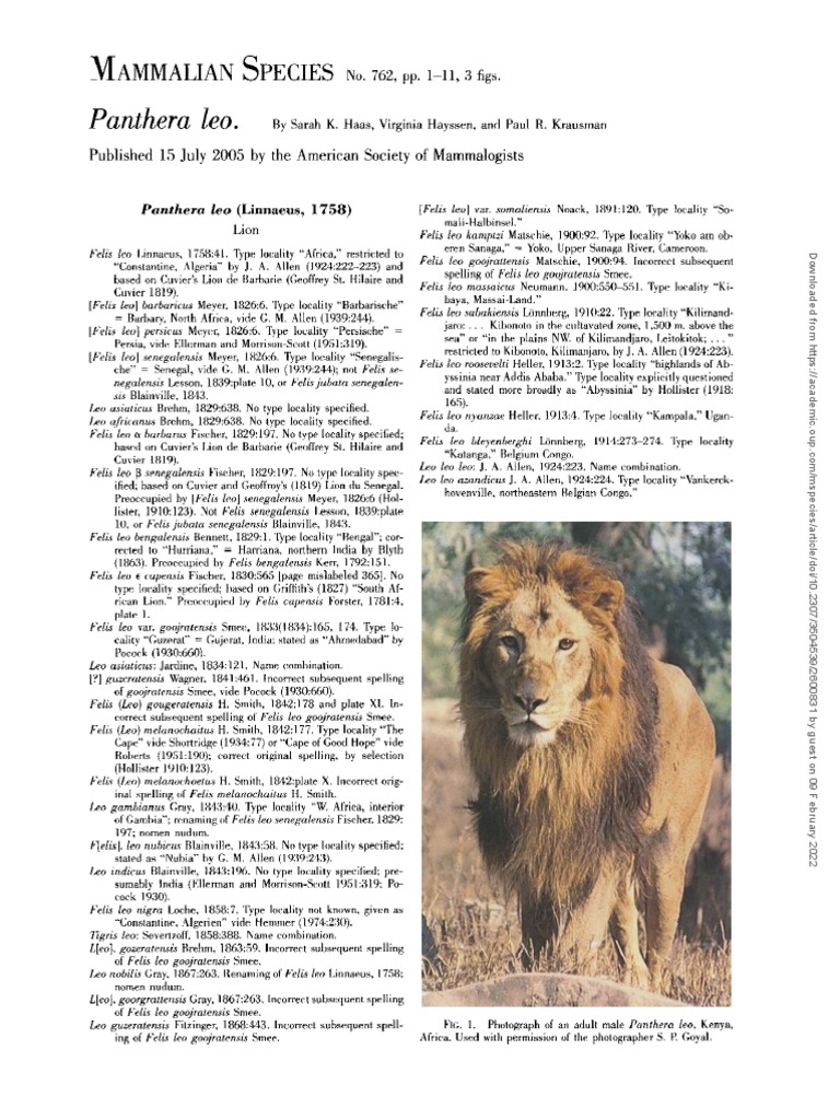Lions | PDF | Lion
