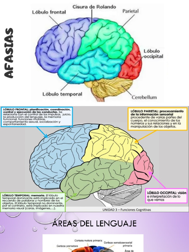 AFASIAS | PDF | Afasia | Cerebro