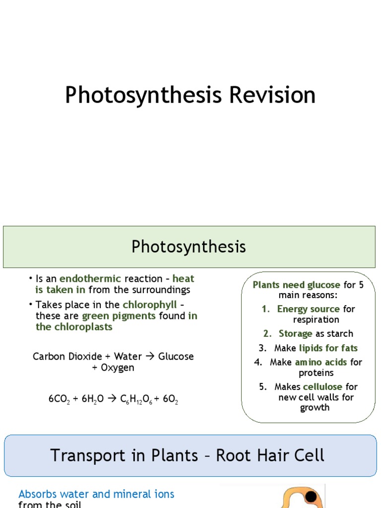 GCSE Photosynthesis Powerpoint | PDF | Photosynthesis | Leaf