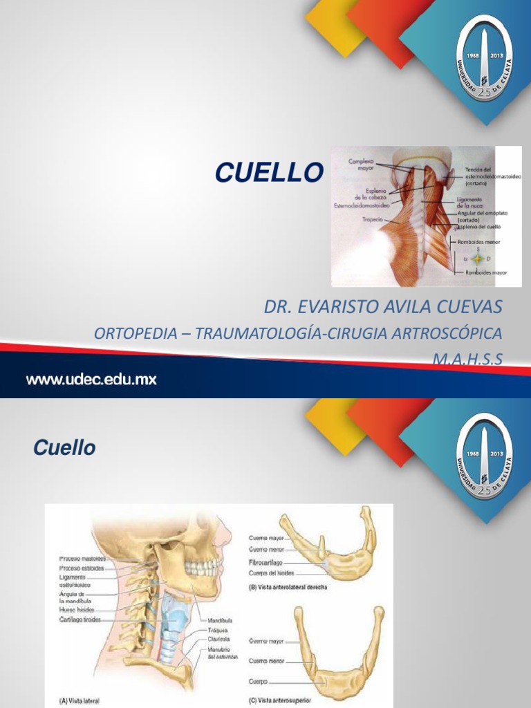 Anatomía y Músculos del Cuello | PDF