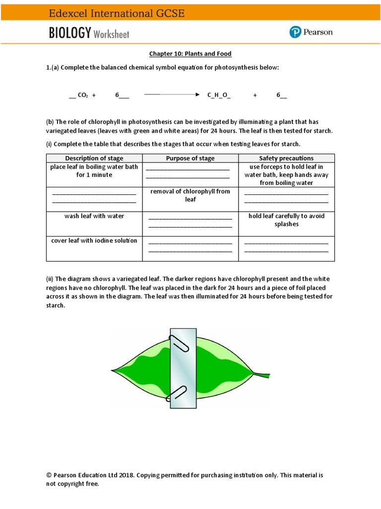 IGCSE - Bio - Worksheet 10 - Plants and Food | PDF | Leaf | Chemistry