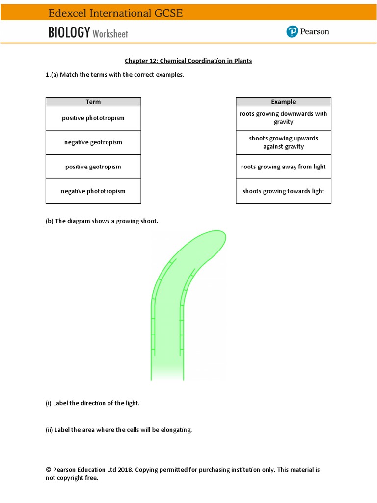 IGCSE - Bio - Worksheet 12 - Chemical Coordination in Plants | Download ...