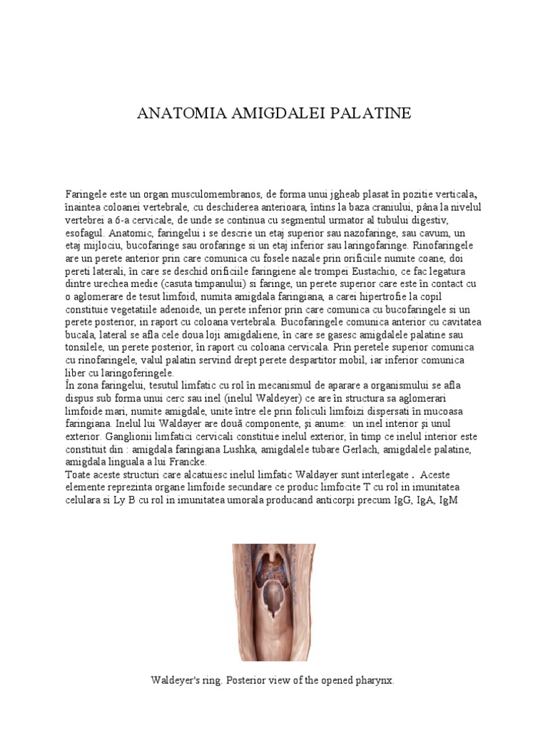 Amigdala Palatina | PDF