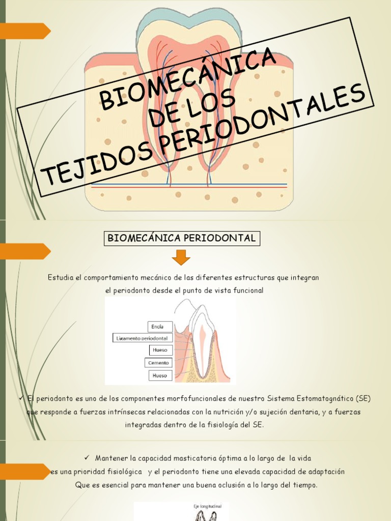 Biomecánica - Palancas | PDF | Palanca | Hueso