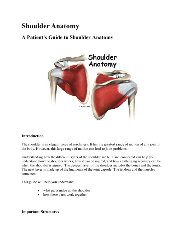 Shoulder Anatomy | PDF | Shoulder | Arm