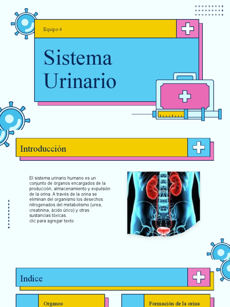 Sistema Urinario | PDF | Riñón | Sistema urinario