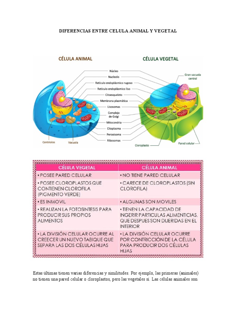 Diferencias Entre Celula Animal y Vegetal | PDF