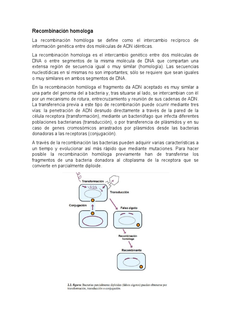 Recombinación Homologa | PDF