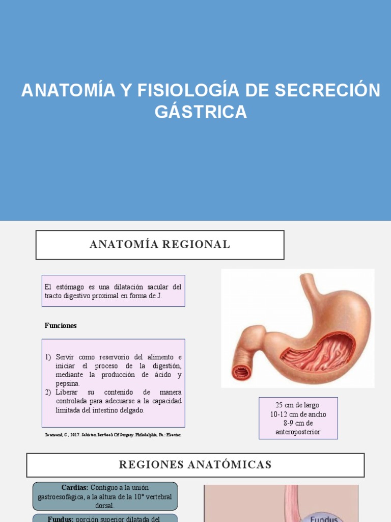 Fisiología Gastro | PDF | Estómago | Digestión