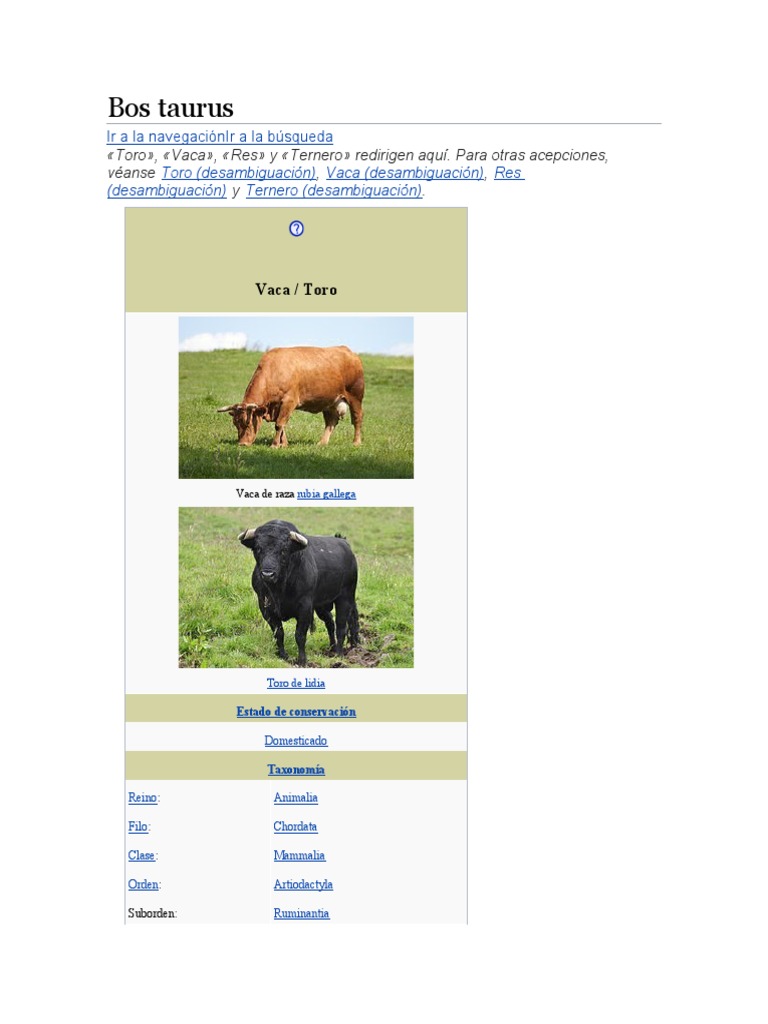 Taxonomía y origen del toro Bos taurus | PDF | Vacas | Rumiante