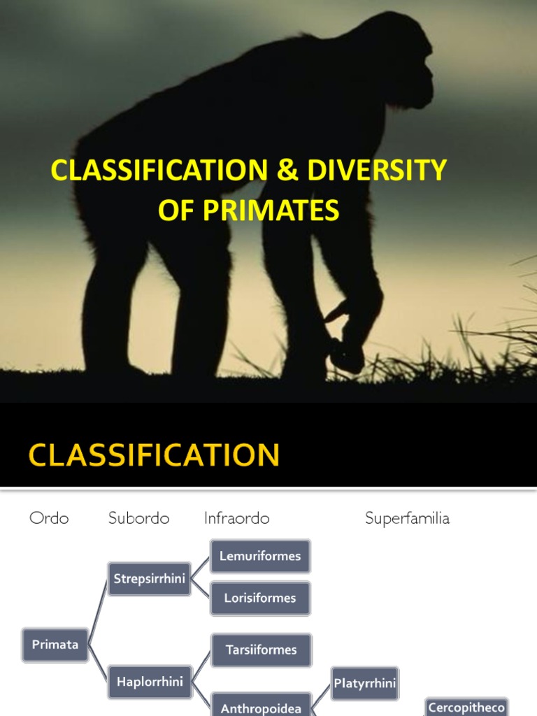 3 Primates Classification & Diversity | PDF