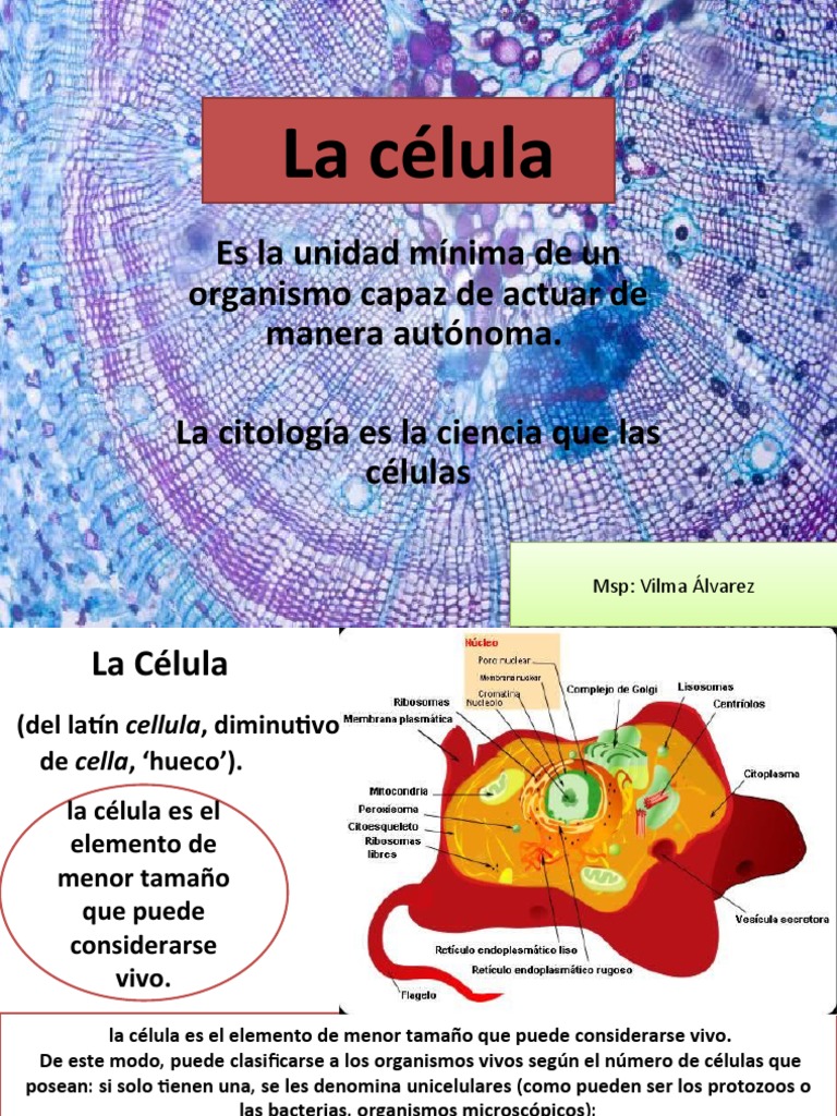 Celula Membrana Celular, Citoplasma 1 | PDF