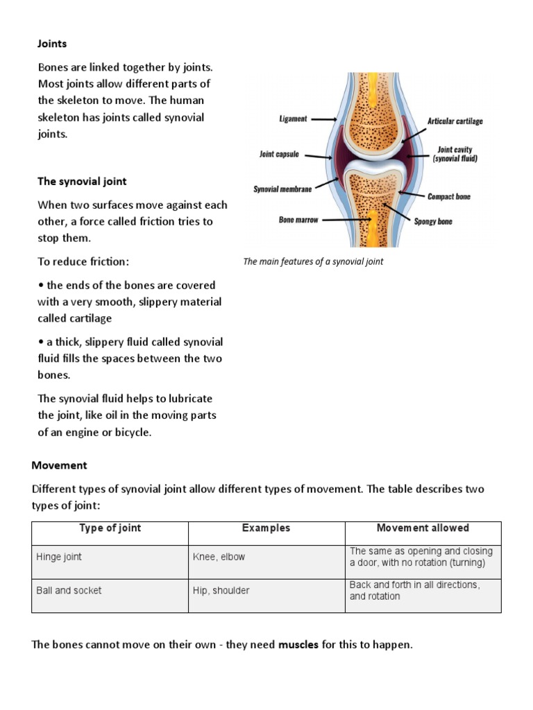 The Main Features of A Synovial Joint | PDF | Arm | Adaptation