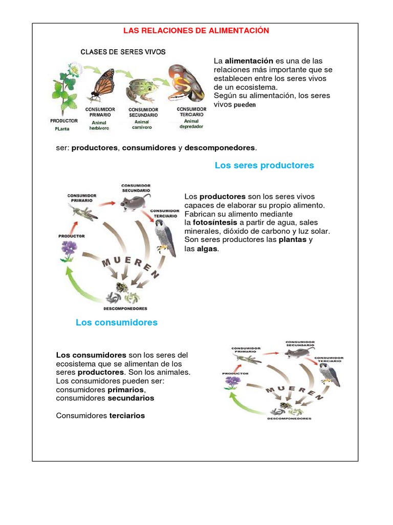 Las cadenas y redes alimentarias: los roles de productores ...