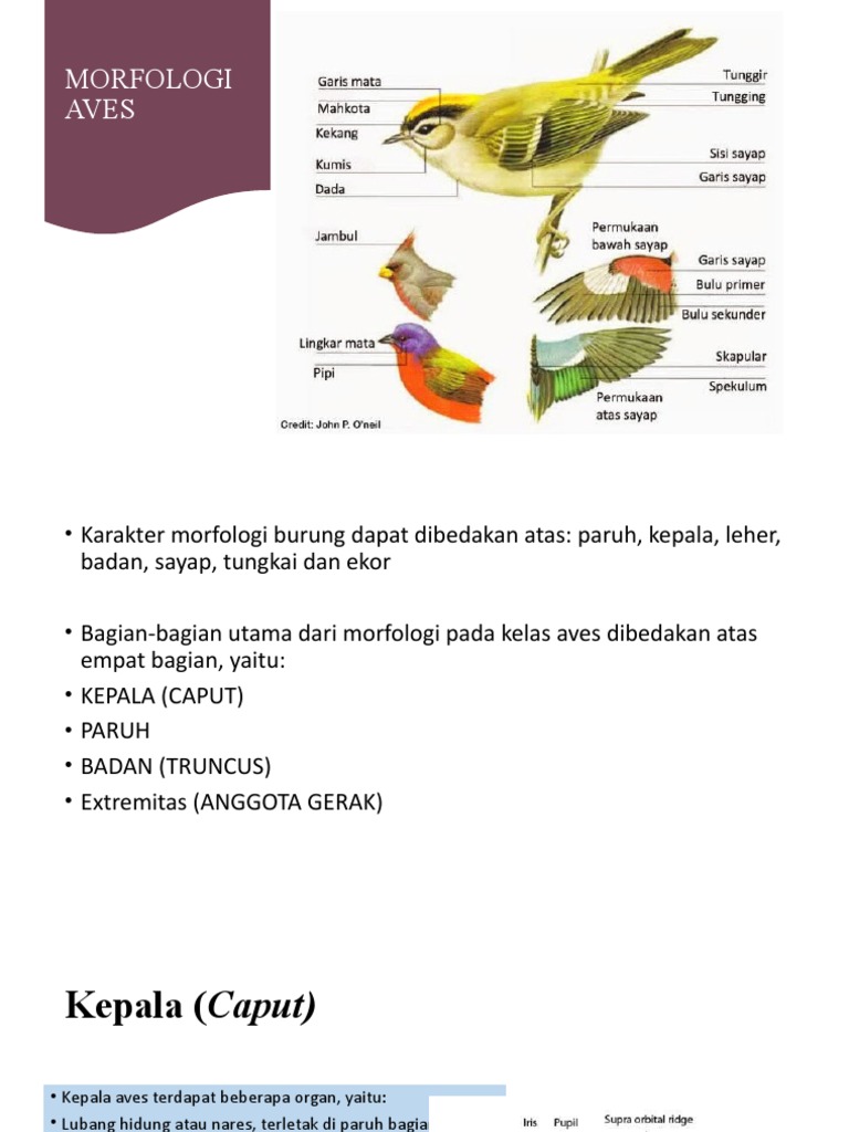 Morfologi dan Anatomi Burung Aves | PDF
