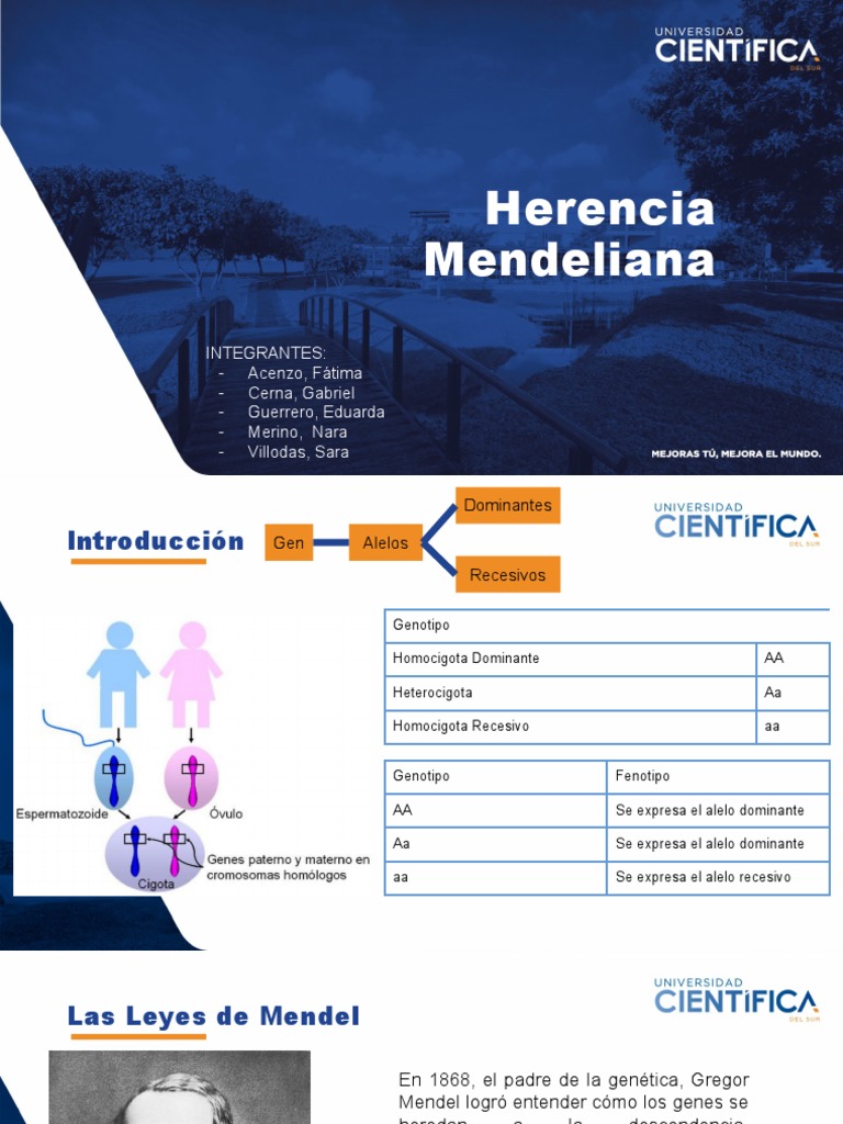 Herencia Mendeliana | PDF | Dominancia (Genética) | Alelo