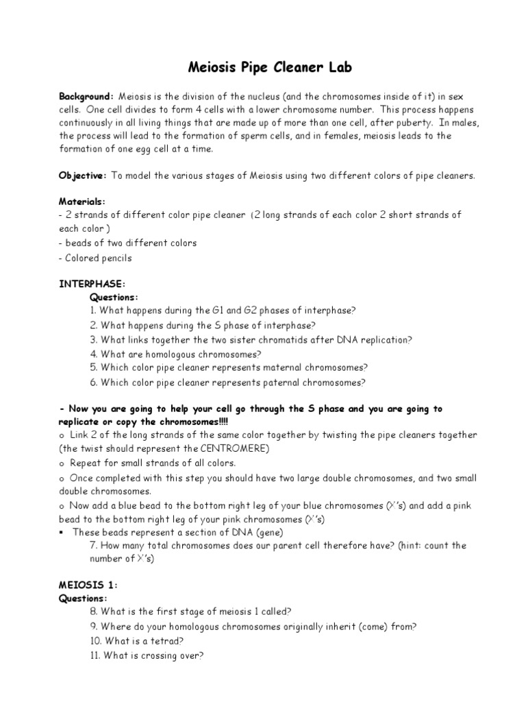 Meiosis Pipe Cleaner Lab | PDF | Meiosis | Ploidy