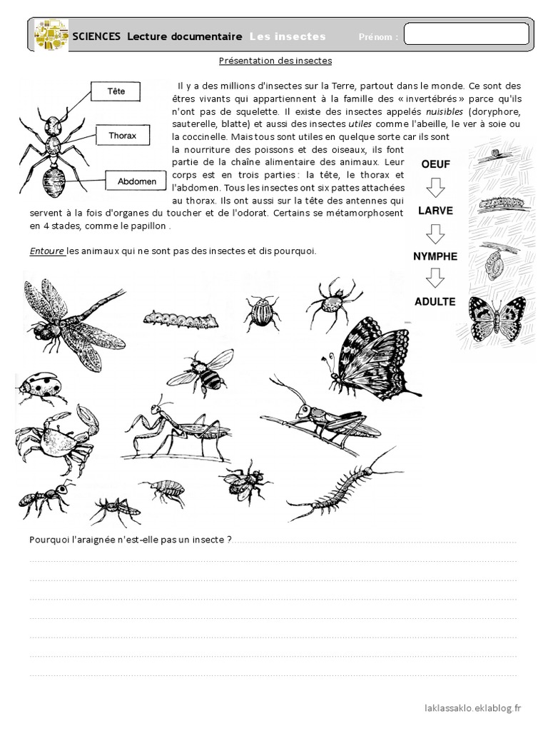Les Insectes - Lecture Documentaire | PDF | Insectes | Oiseaux