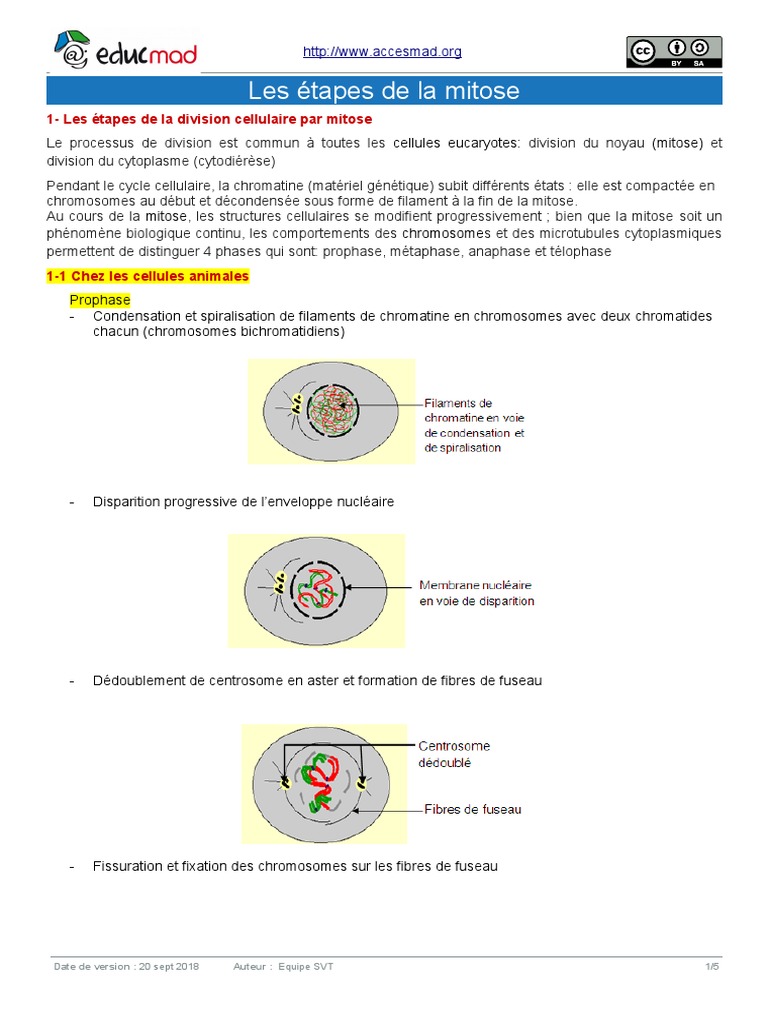 Les Étapes de La Mitose | PDF