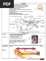 Anatomie du Labyrinthe Osseux de l'Oreille | PDF | Système vestibulaire ...