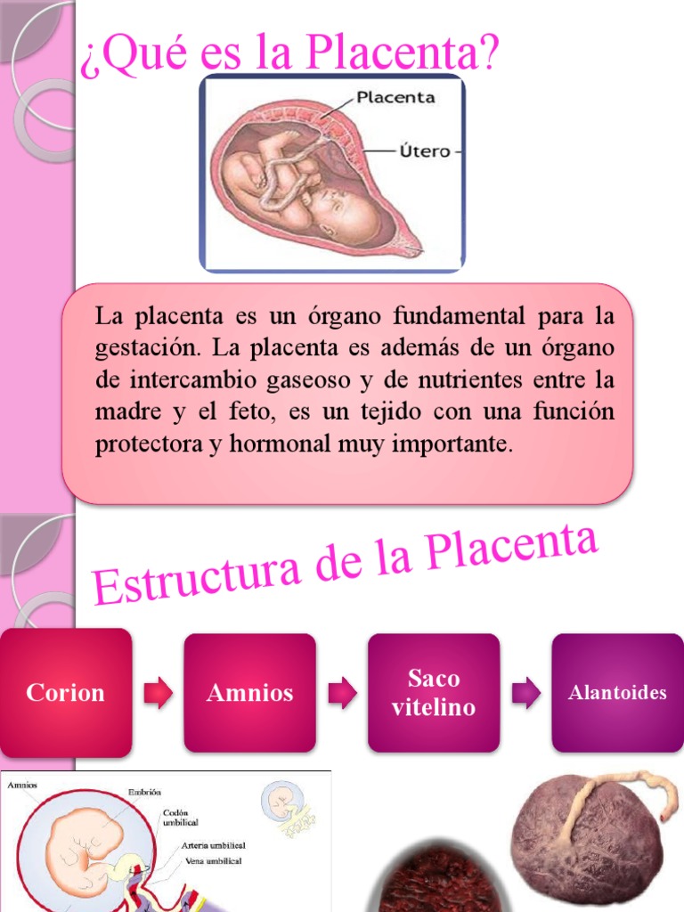 Placenta Previa | PDF | Placenta | El embarazo