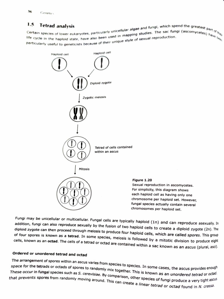 Tetrad Analysis | PDF