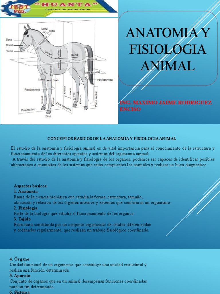 Anatomina Y Fisiologia Animal 3 Pdf Pulmón Vena