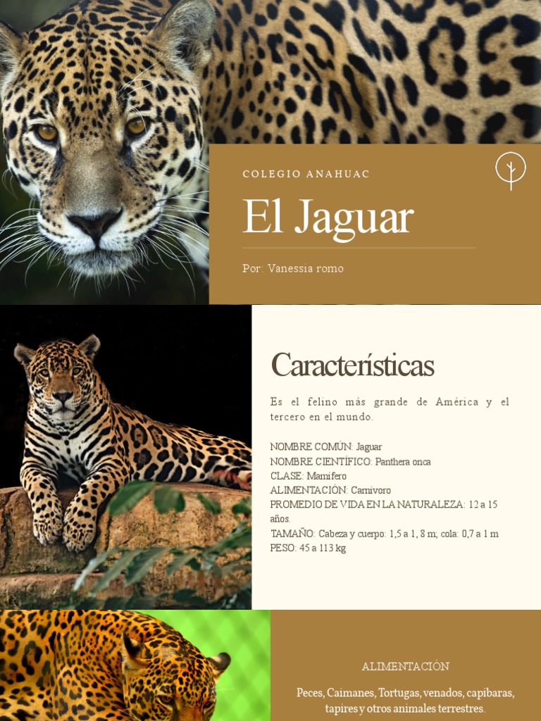 El Jaguar | PDF