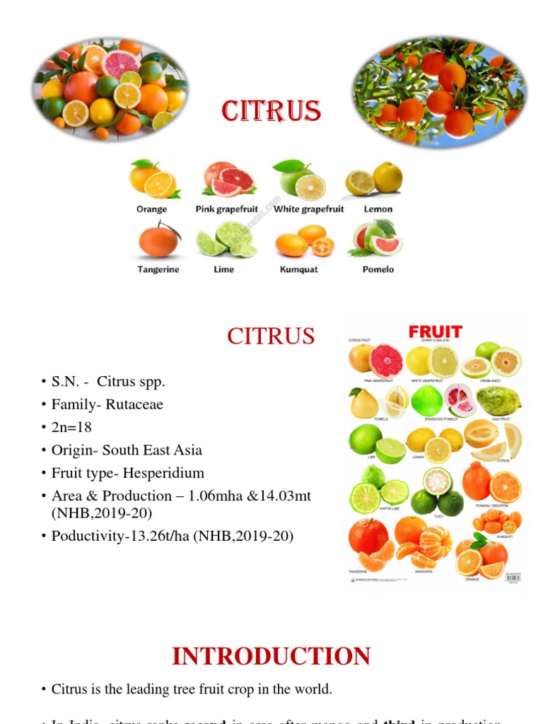 Citrus | PDF | Citrus | Orange (Fruit)