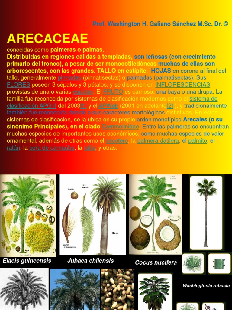 Presentation1.ppt Arecaceae Heliconiaceae | PDF | Arecaceae | Morfología Vegetal